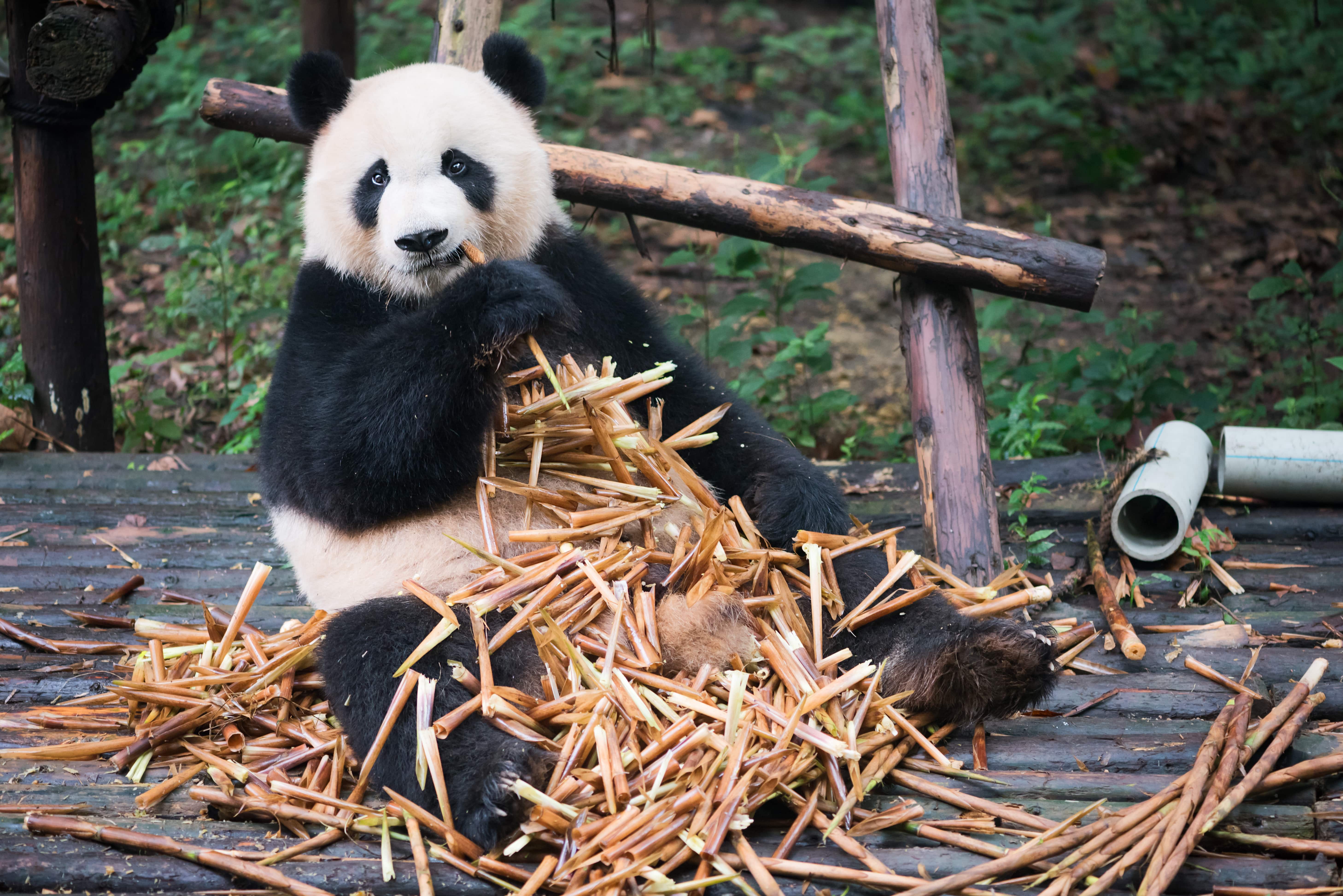 ทัวร์จีน เฉิงตู 6 วัน 5 คืน PCN-TFU12A-EU ภูเขาสี่ดรุณี ศูนย์อนุรักษ์ ...